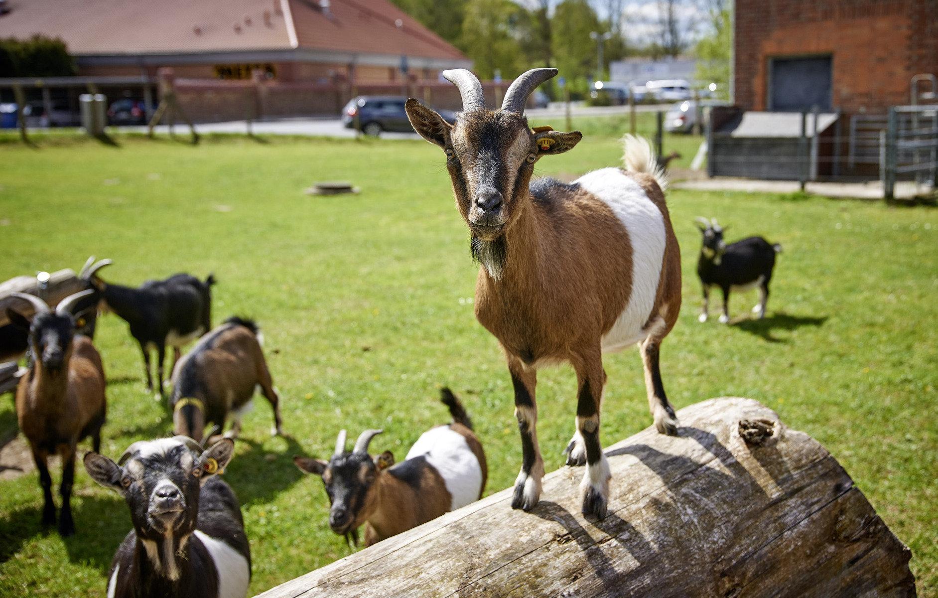 Goat Personality Traits and Their Importance in the Herd - Goat Journal